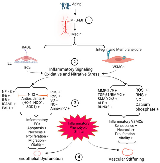 Cells | Free Full-Text | Milk Fat Globule Epidermal Growth Factor VIII ...