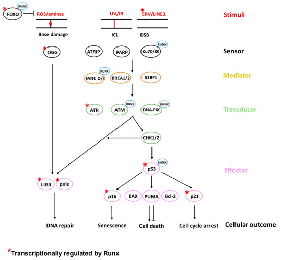 Cells | Free Full-Text | The RUNX Family, a Novel Multifaceted Guardian of the Genome