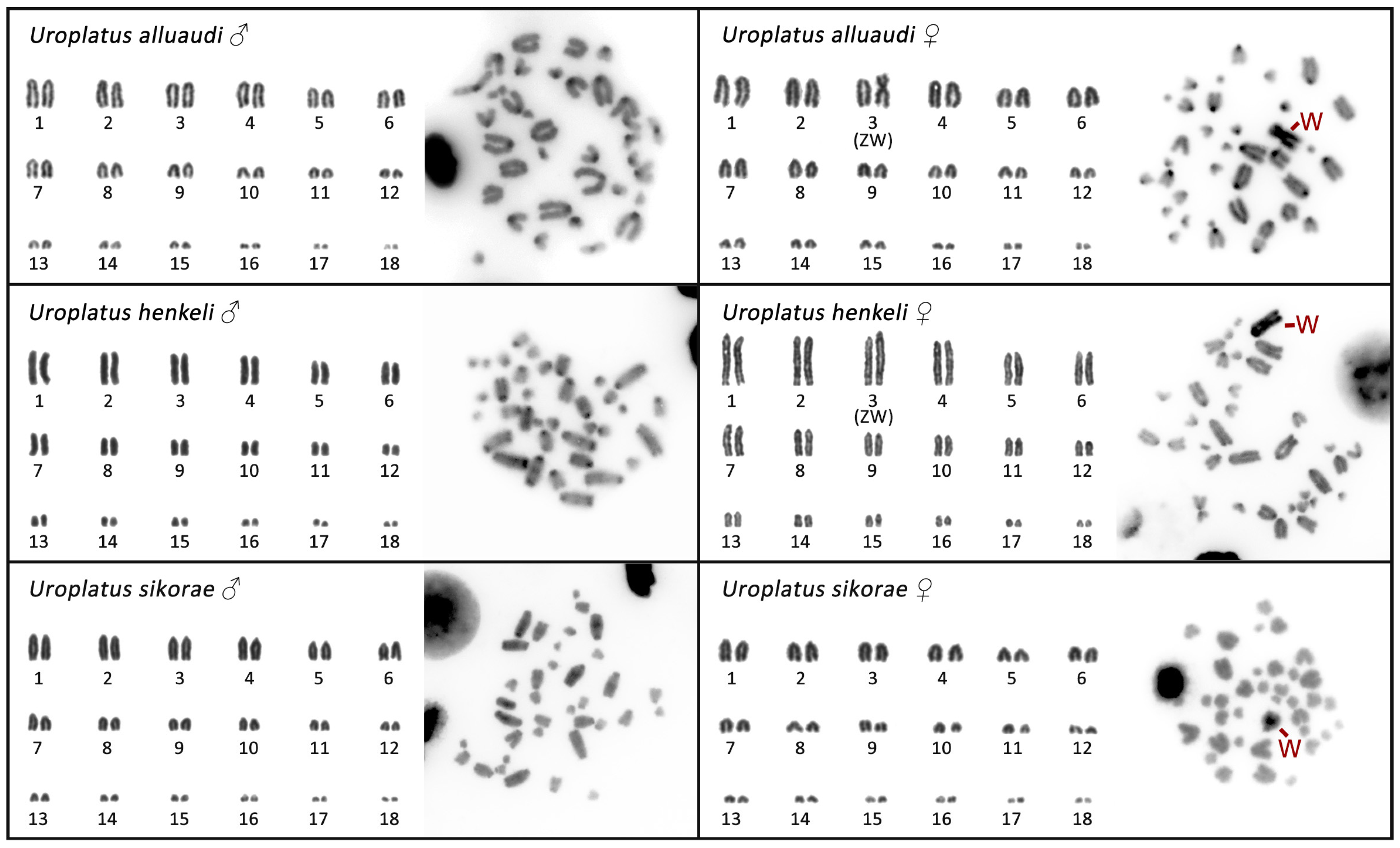 Madagascar Leaf-Tail Geckos (Uroplatus spp.) Share Independently ...