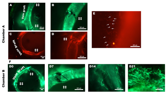 Cells | Free Full-Text | A Novel Window into Angiogenesis—Intravital ...