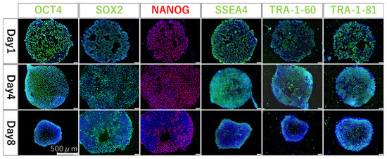 Cells | Free Full-Text | Fabrication Scaffold with High Dimensional ...