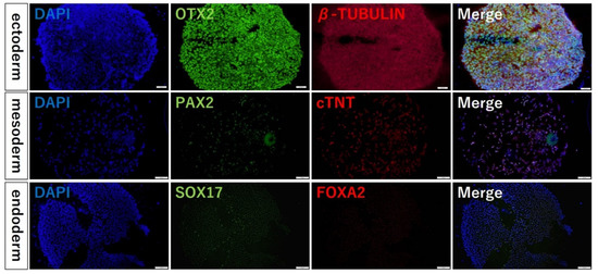 Cells | Free Full-Text | Fabrication Scaffold with High Dimensional ...