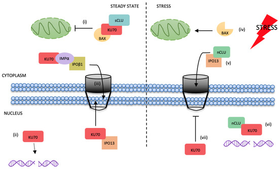 The Nuclear Transporter Importin 13 Can Regulate Stress-Induced Cell ...