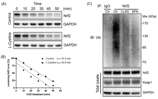 Fresh Medium or L-Cystine as an Effective Nrf2 Inducer for ...