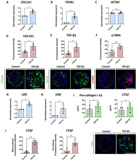 The Role of CTGF in Liver Fibrosis Induced in 3D Human Liver Spheroids