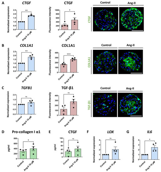 The Role of CTGF in Liver Fibrosis Induced in 3D Human Liver Spheroids