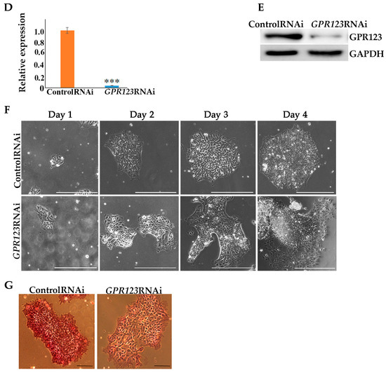 Essential Role of Adhesion GPCR, GPR123, for Human Pluripotent Stem ...