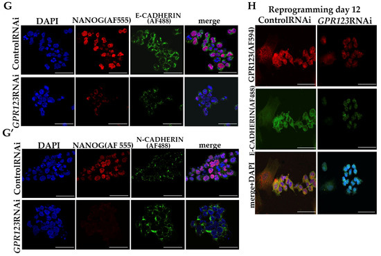 Essential Role of Adhesion GPCR, GPR123, for Human Pluripotent Stem ...