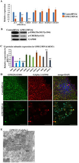 Essential Role of Adhesion GPCR, GPR123, for Human Pluripotent Stem ...