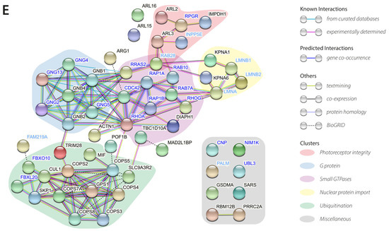 PDE6D Mediates Trafficking of Prenylated Proteins NIM1K and UBL3 to ...