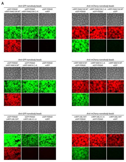 PDE6D Mediates Trafficking of Prenylated Proteins NIM1K and UBL3 to ...