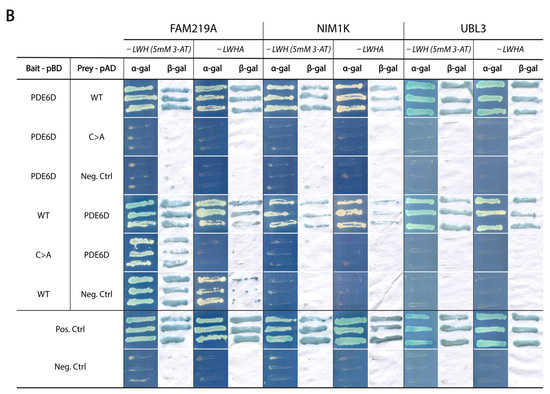 PDE6D Mediates Trafficking of Prenylated Proteins NIM1K and UBL3 to ...