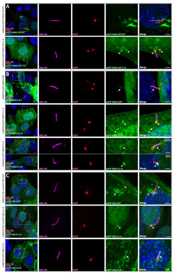 PDE6D Mediates Trafficking of Prenylated Proteins NIM1K and UBL3 to ...