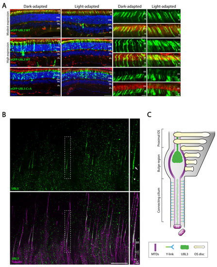 PDE6D Mediates Trafficking of Prenylated Proteins NIM1K and UBL3 to ...
