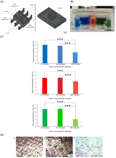 Triphasic 3D In Vitro Model of Bone-Tendon-Muscle Interfaces to Study ...