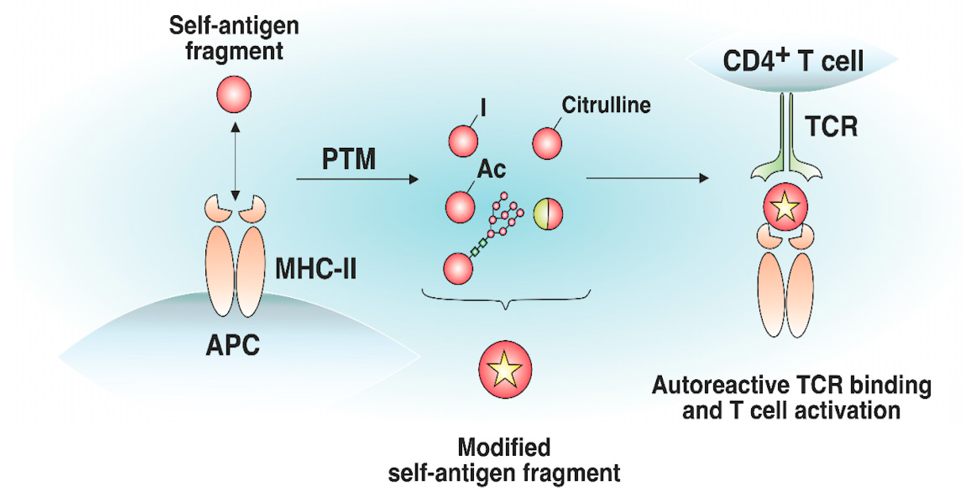 Cells Free Full Text Mhc Class Ii Presentation In Autoimmunity
