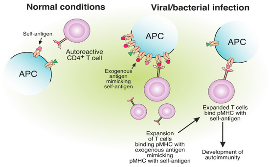 MHC Class II Presentation in Autoimmunity