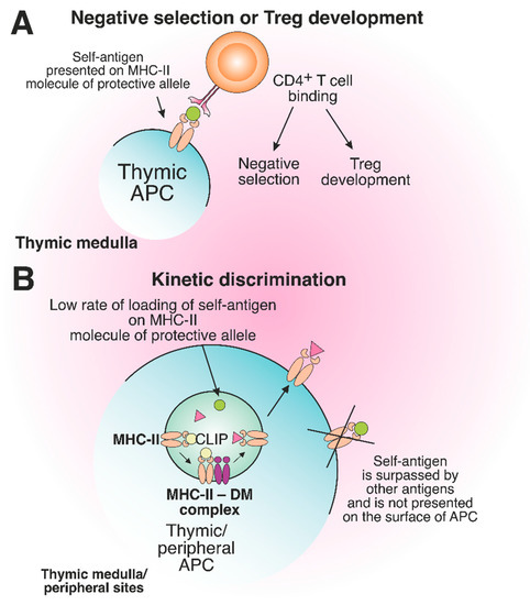 MHC Class II Presentation in Autoimmunity