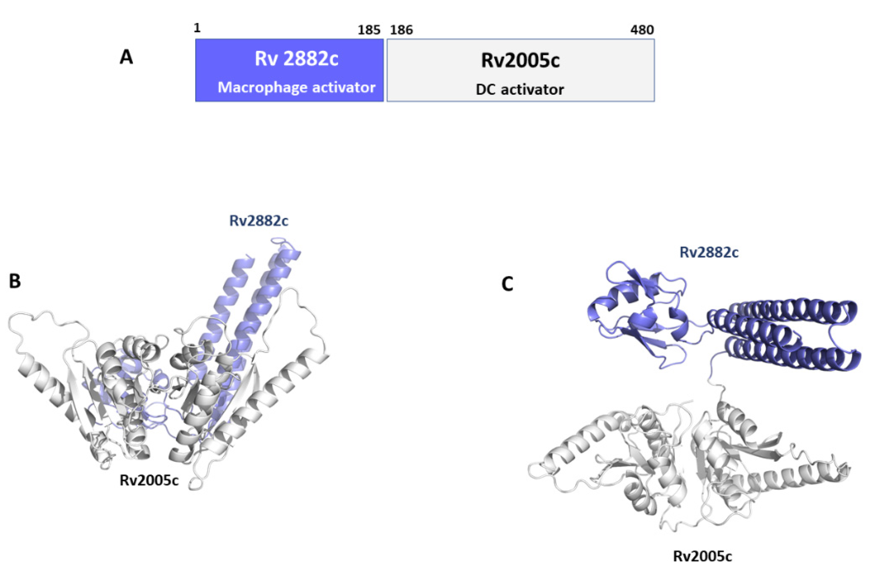 A Structural View at Vaccine Development against M. tuberculosis