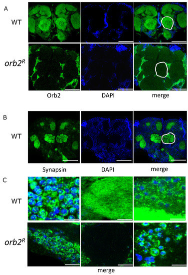 Long-Term Memory Formation in Drosophila Depends on the 3′UTR of CPEB ...