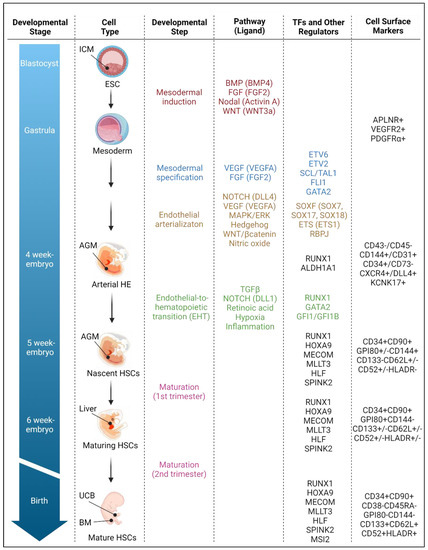 De Novo Generation of Human Hematopoietic Stem Cells from Pluripotent ...