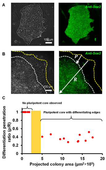 Reduced Cell–ECM Interactions in the EpiSC Colony Center Cause ...