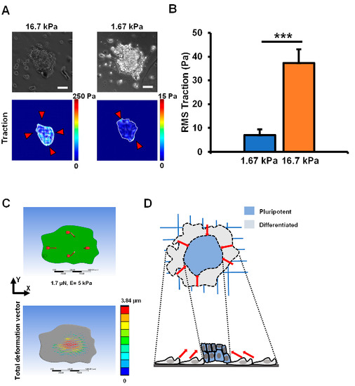 Reduced Cell–ECM Interactions in the EpiSC Colony Center Cause ...