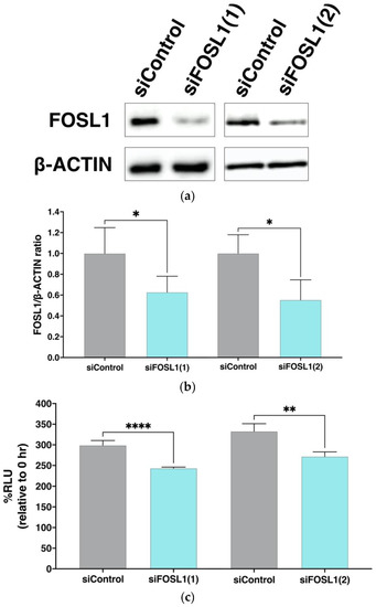 Synovial Fluid Derived from Human Knee Osteoarthritis Increases the ...