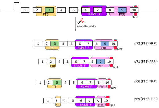The Multitasker Protein: A Look at the Multiple Capabilities of NUMB