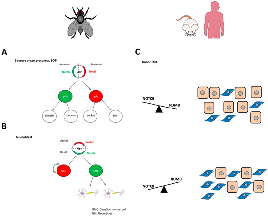 The Multitasker Protein: A Look at the Multiple Capabilities of NUMB