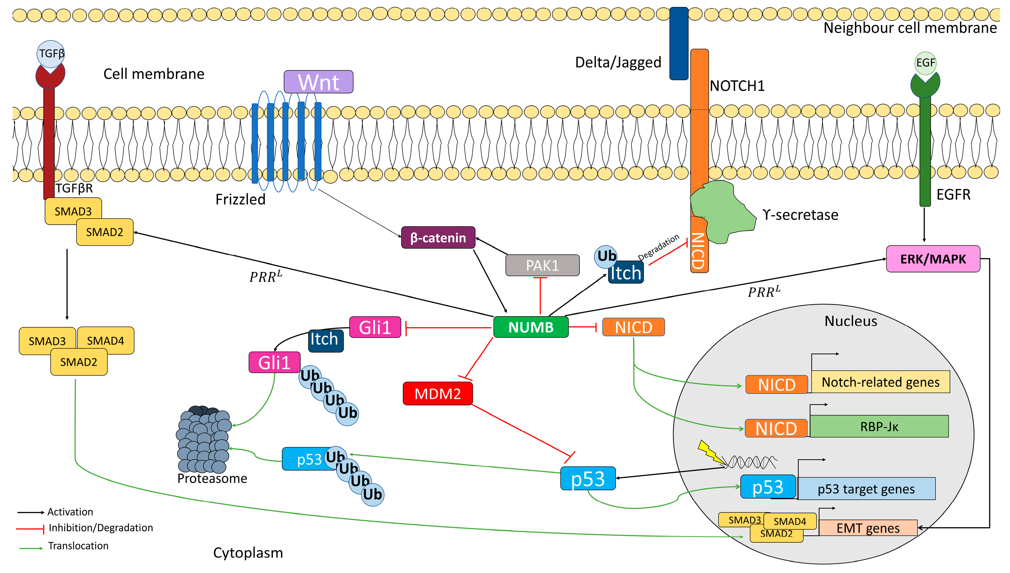 The Multitasker Protein: A Look at the Multiple Capabilities of NUMB
