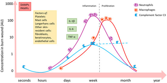 The Complexity of the Post-Burn Immune Response: An Overview of the ...