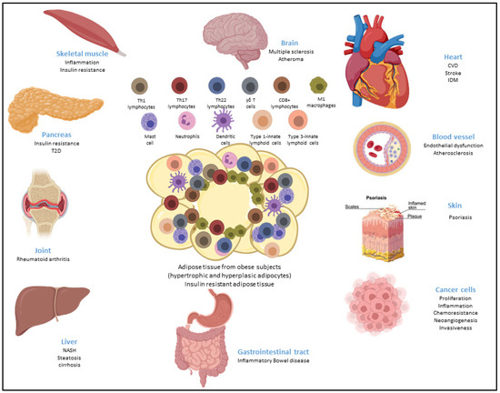 Pathogenic Role of Adipose Tissue-Derived Mesenchymal Stem Cells in ...