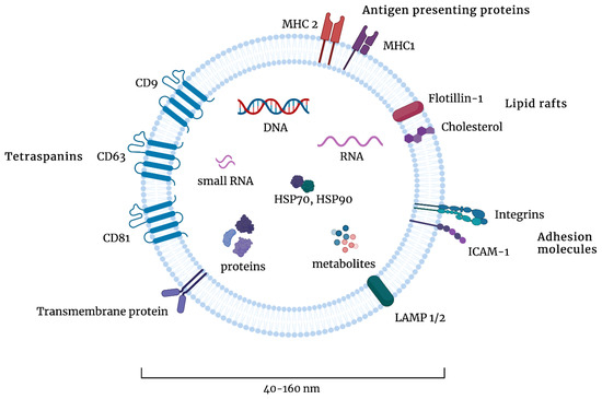 The Role of Exosomes in Human Carcinogenesis and Cancer Therapy—Recent ...