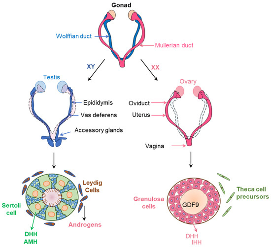 Hedgehog Signaling in Gonadal Development and Function
