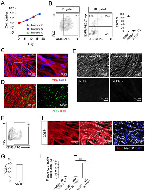 Efficient Muscle Regeneration by Human PSC-Derived CD82+ ERBB3+ NGFR+ ...