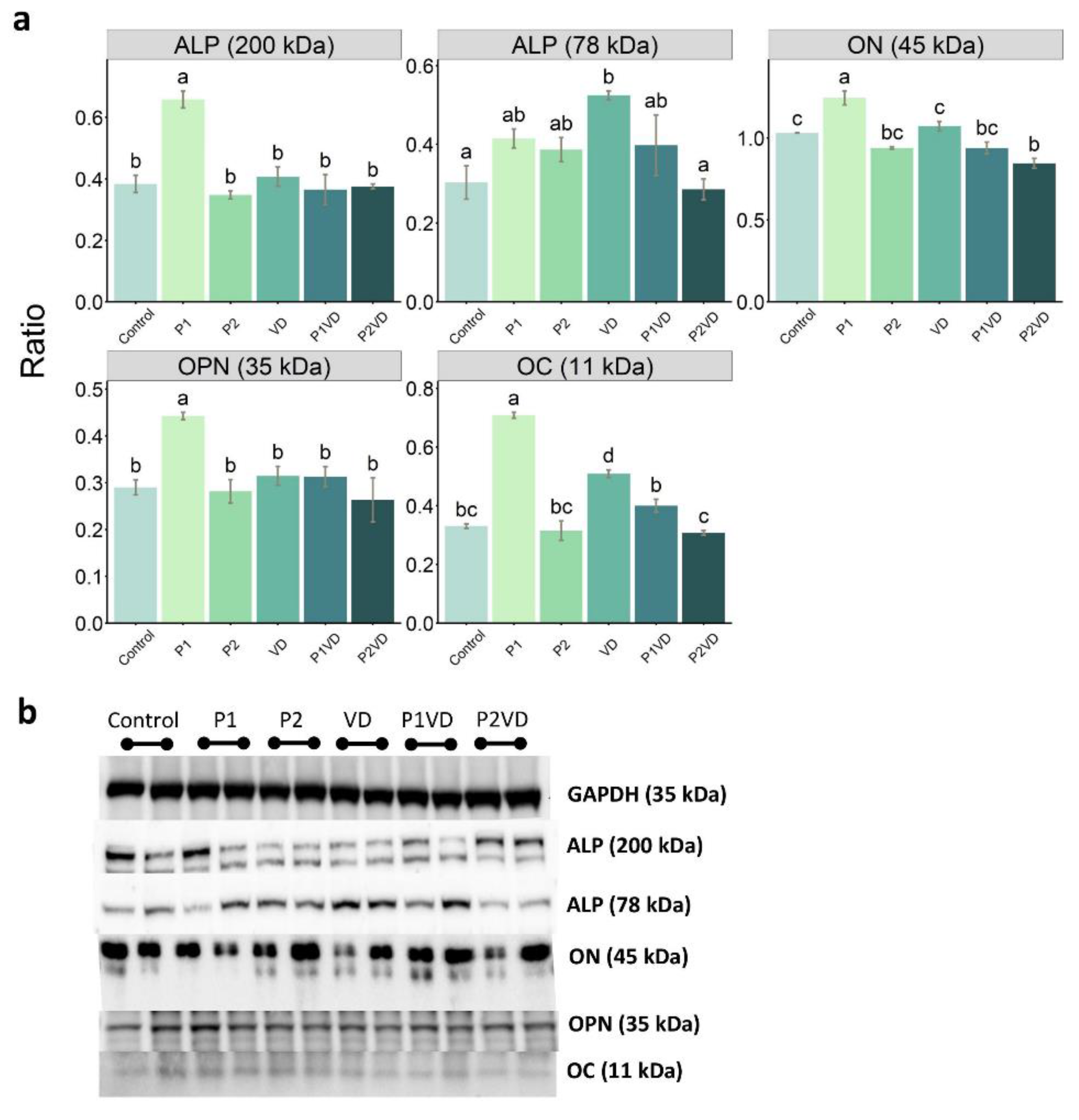 Bacillus subtilis Modulated the Expression of Osteogenic Markers in a ...
