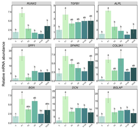 Bacillus subtilis Modulated the Expression of Osteogenic Markers in a ...