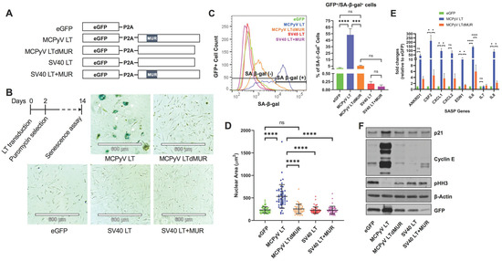 Merkel Cell Polyomavirus Large T Antigen Induces Cellular Senescence ...