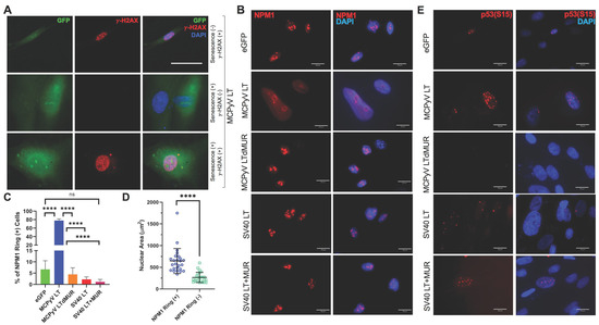 Merkel Cell Polyomavirus Large T Antigen Induces Cellular Senescence ...