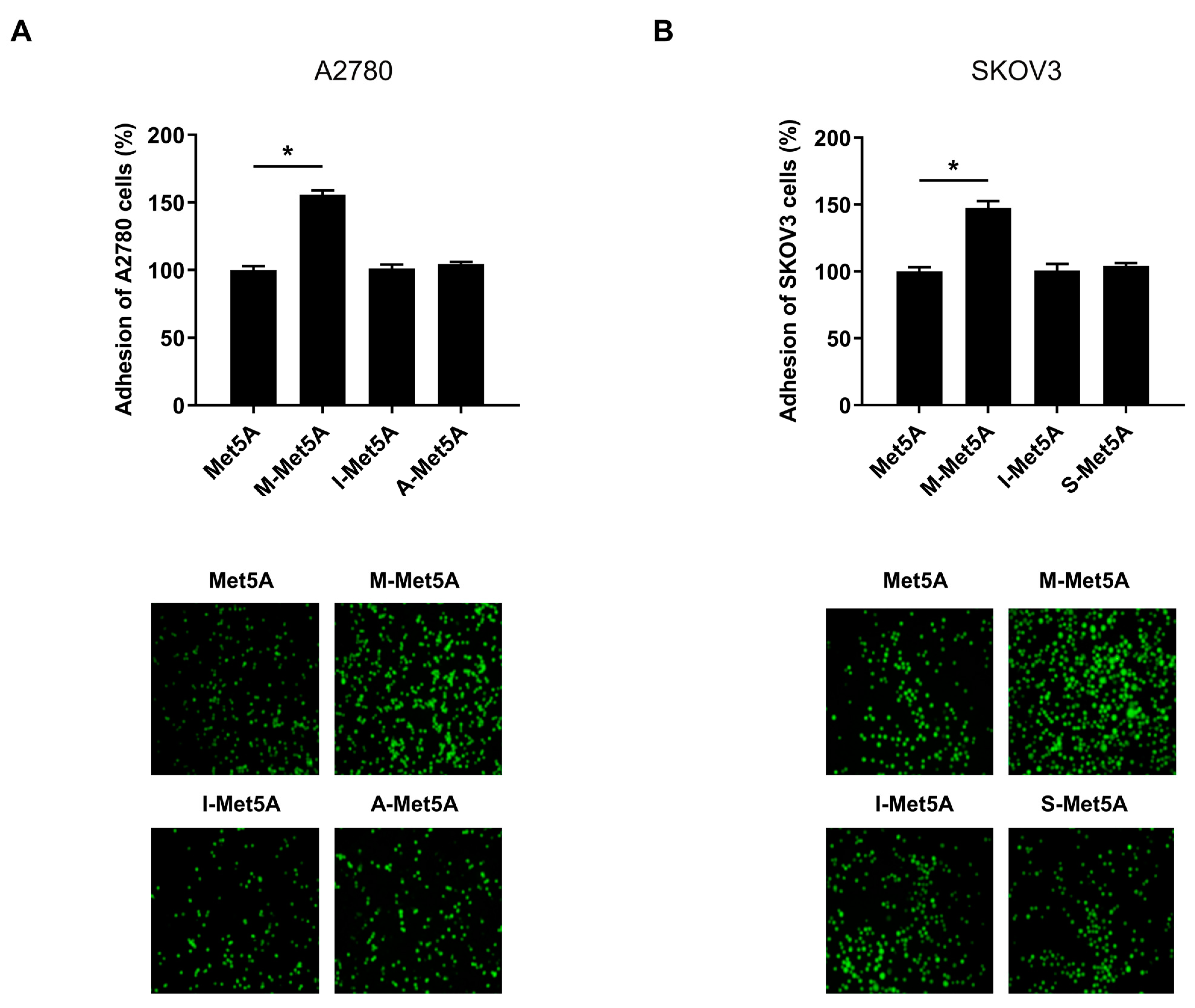 Macrophages Promote Ovarian Cancer-Mesothelial Cell Adhesion by ...