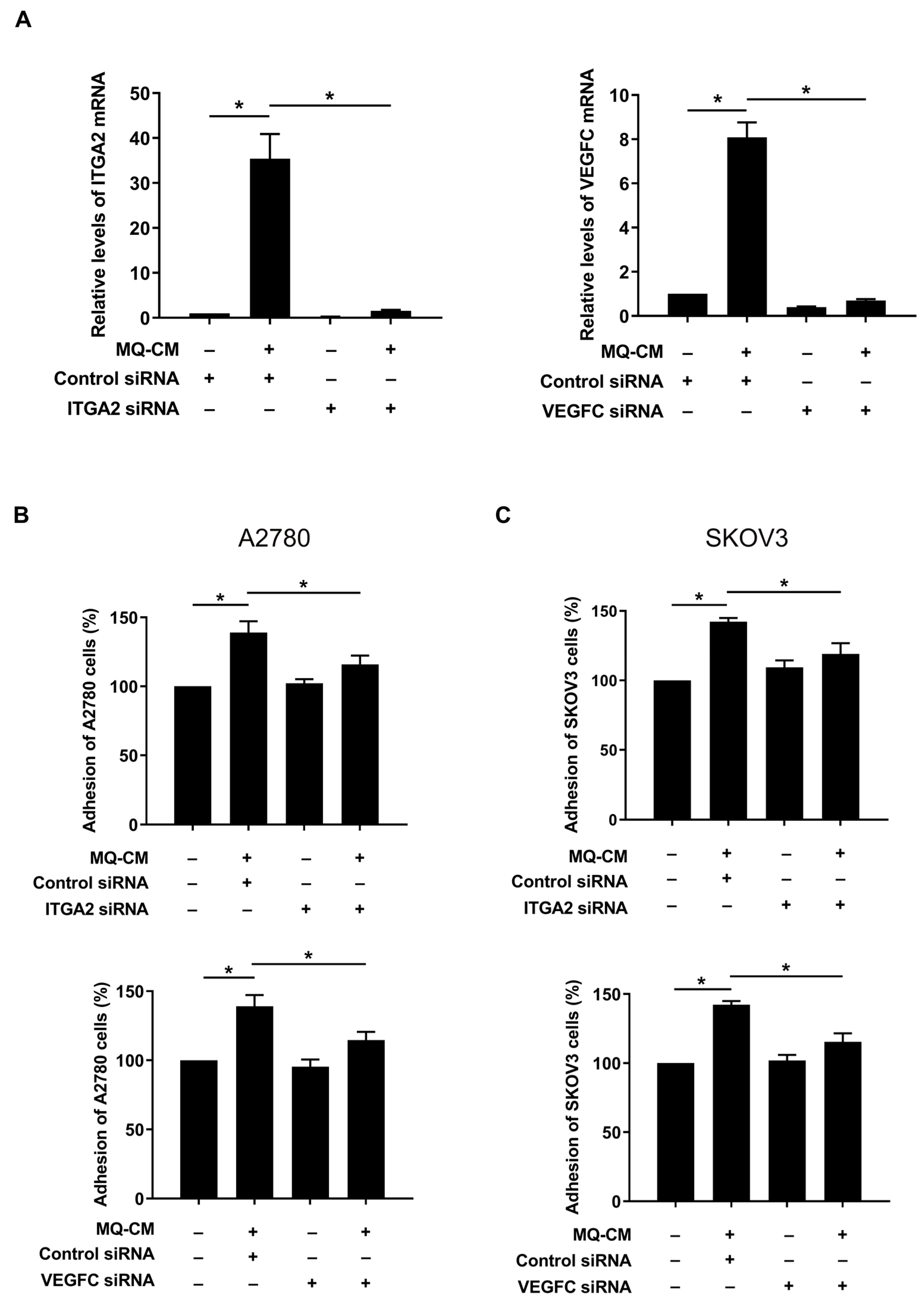 Macrophages Promote Ovarian Cancer-Mesothelial Cell Adhesion by ...