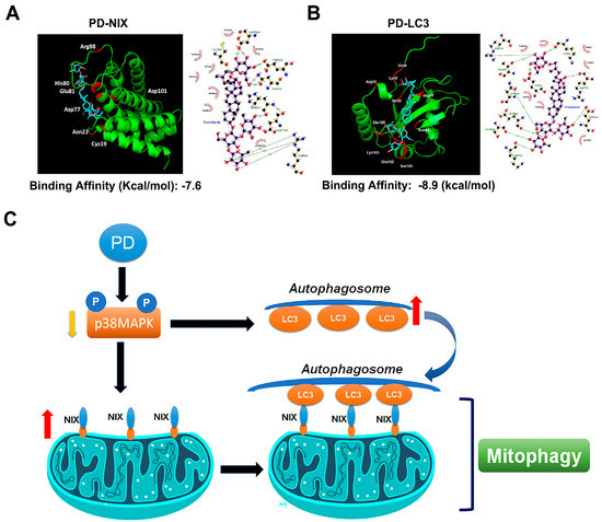 Mitophagy Effects of Protodioscin on Human Osteosarcoma Cells by ...