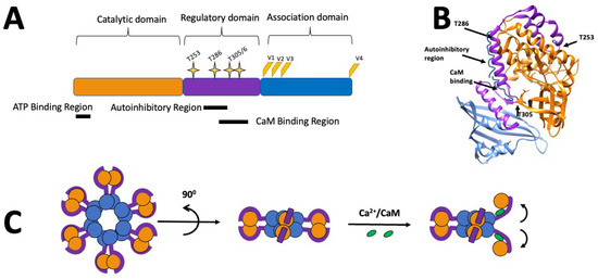 Calcium/Calmodulin-Stimulated Protein Kinase II (CaMKII): Different Functional Outcomes from ...
