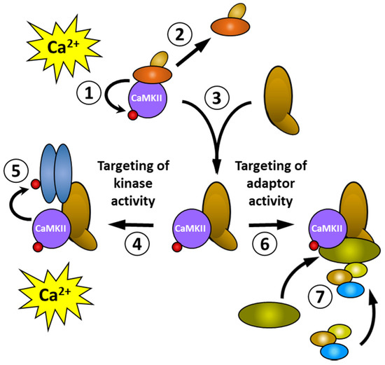 Calcium/Calmodulin-Stimulated Protein Kinase II (CaMKII): Different Functional Outcomes from ...