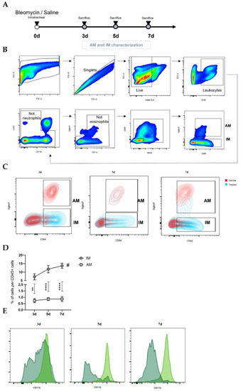Interstitial Macrophages Lead Early Stages of Bleomycin-Induced Lung ...