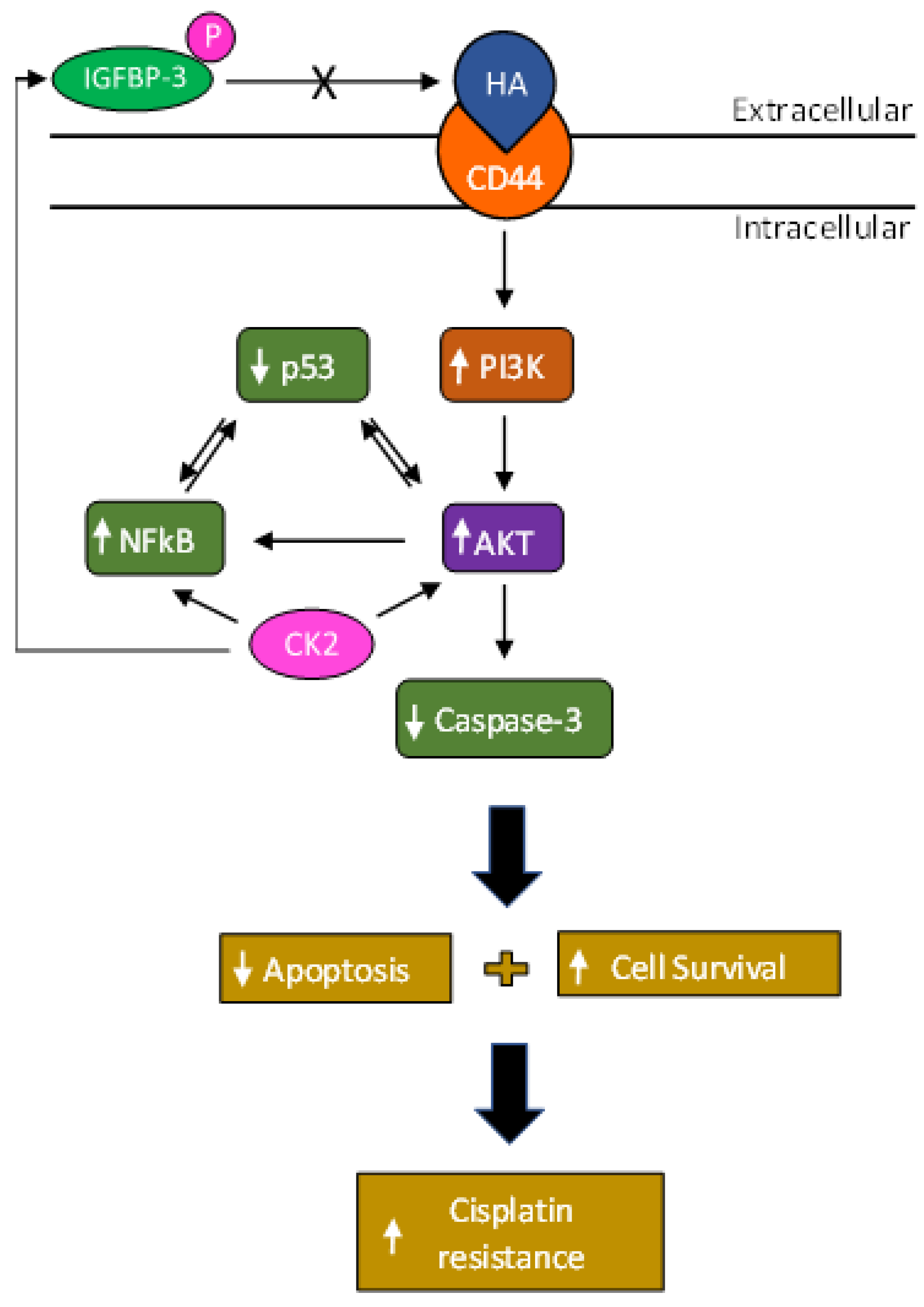 Phosphorylation of IGFBP-3 by Casein Kinase 2 Blocks Its Interaction ...