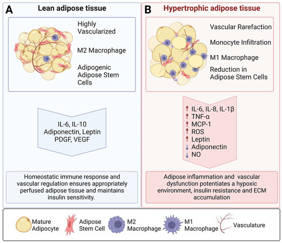 Adipose Tissue Paracrine-, Autocrine-, and Matrix-Dependent Signaling ...