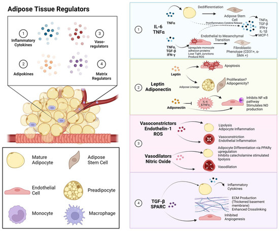 Adipose Tissue Paracrine-, Autocrine-, and Matrix-Dependent Signaling ...
