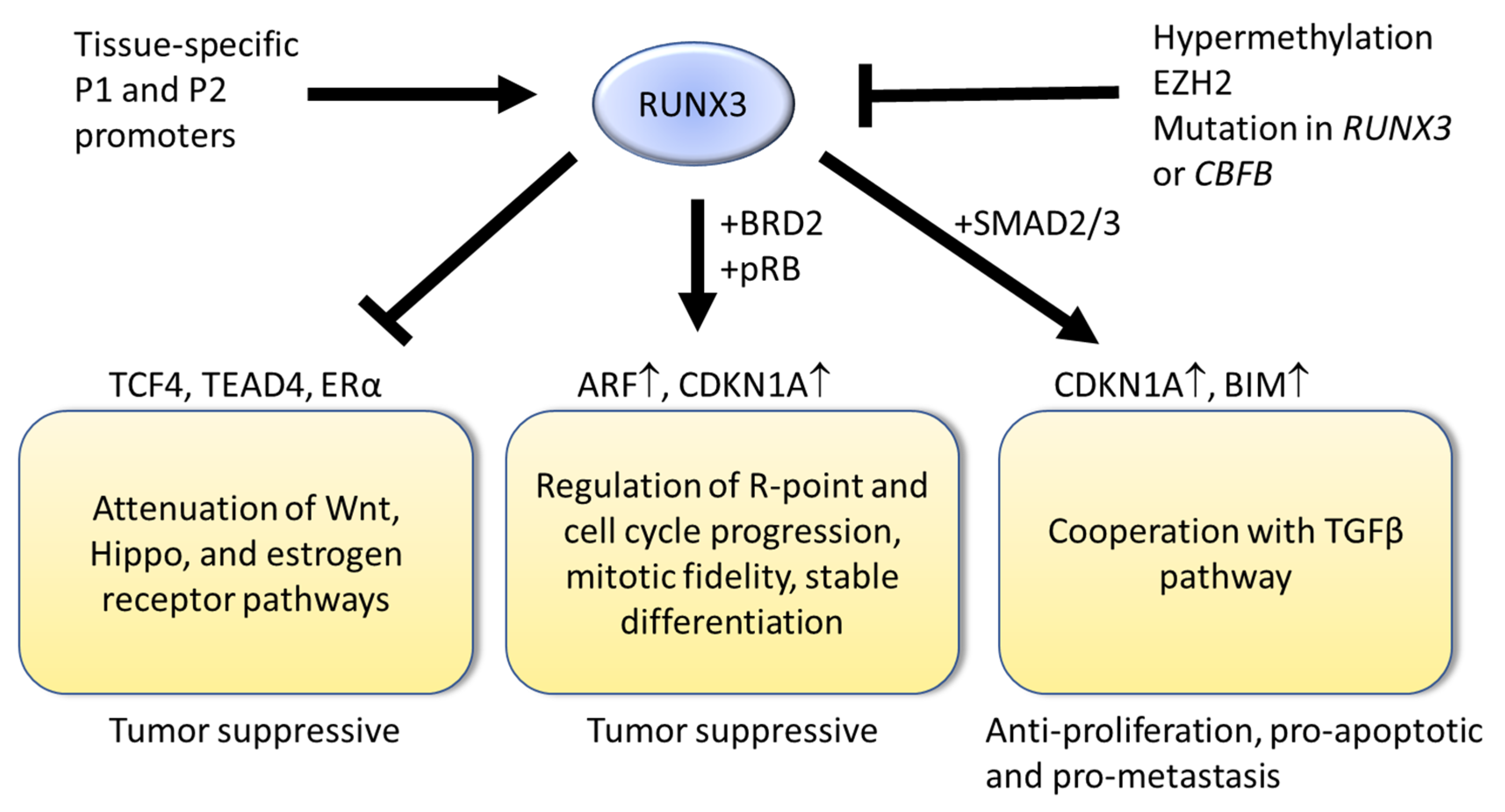 Cells Free Full Text Runx3 In Stem Cell And Cancer Biology